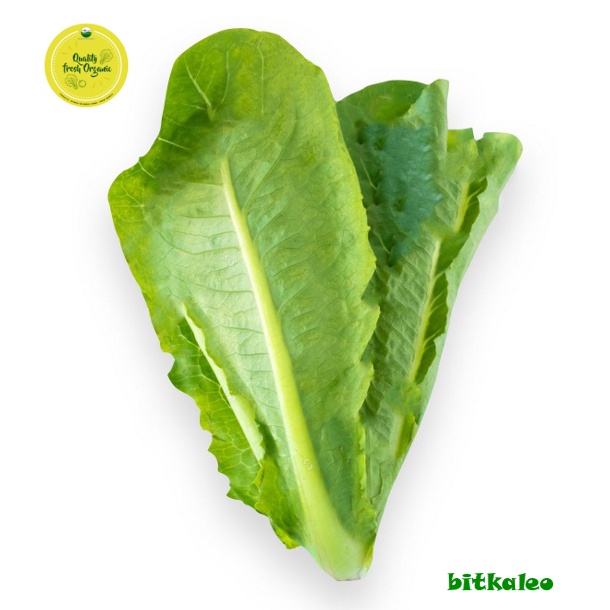 Jual Selada Romaine Super Organik 200 gr (PO) | Shopee Indonesia