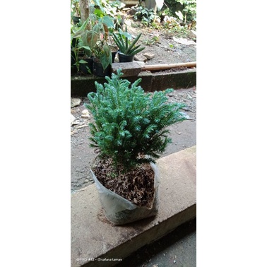 Jual tanaman Cemara perak/pohon Cemara perak/tanaman hias Cemara perak ...