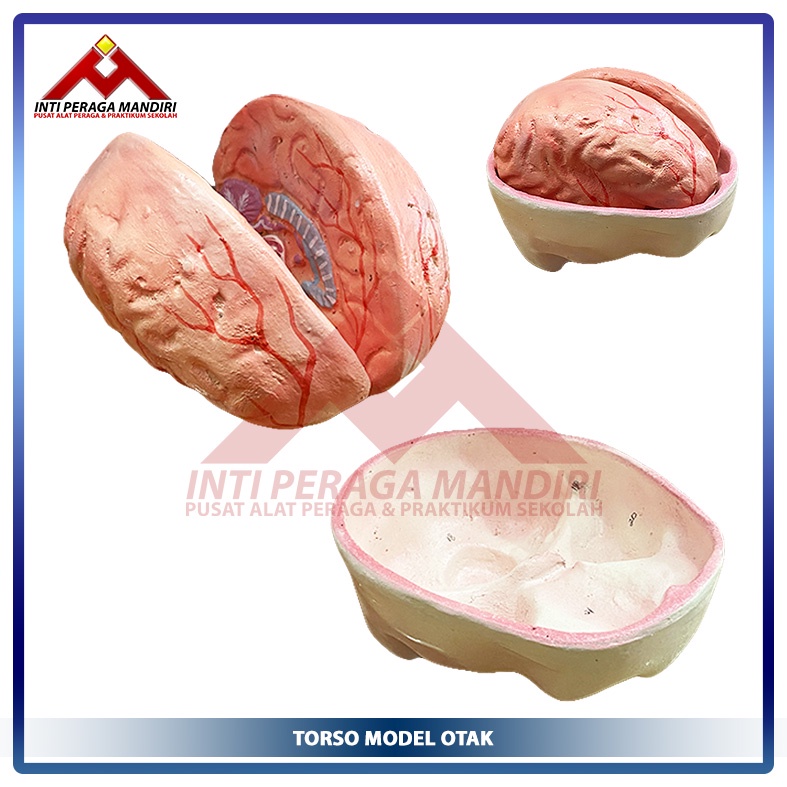 Jual Manekin Torso Model Otak Manusia - Alat Peraga Edukasi Sekolah ...