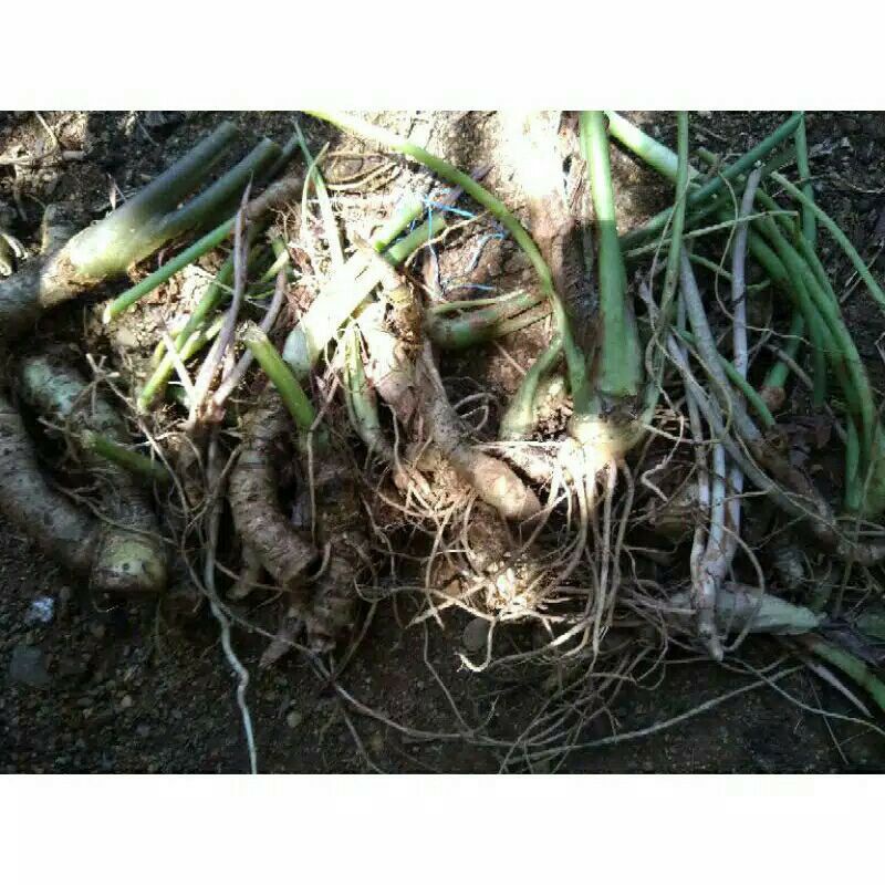 Jual bongol alokasia kuping kelinci 1kg | Shopee Indonesia