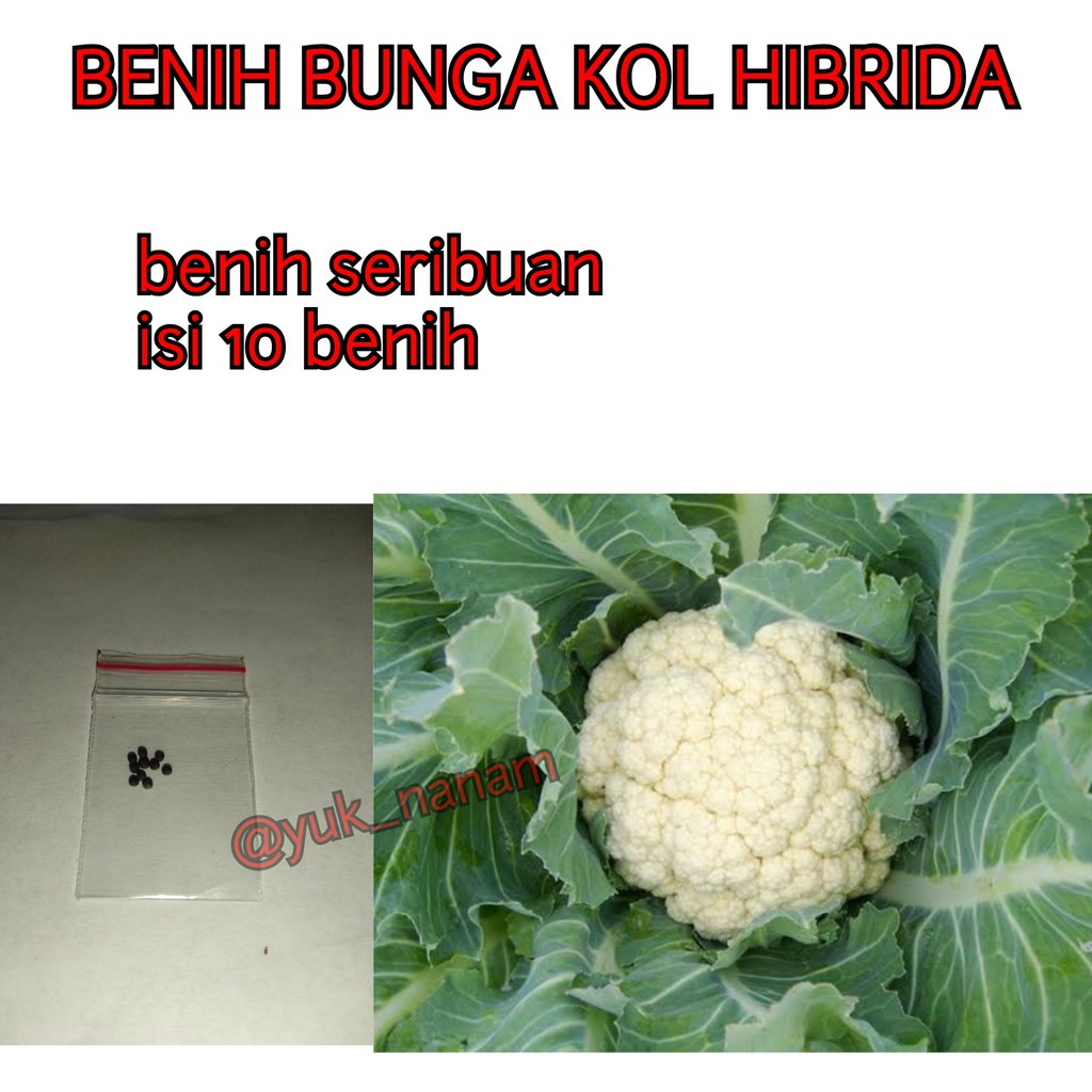 Jual BENIH BUNGA KOL / KEMBANG KOL HIBRIDA | Shopee Indonesia