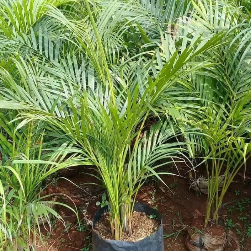 Jual pohon palm kuning rumpun tanaman hias palem kuning rumpun | Shopee ...