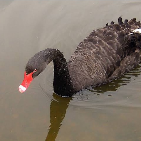 Jual TELUR ANGSA SOANG HIAS PARIS HITAM FERTIL ASLI UNTUK DITETASKAN ...