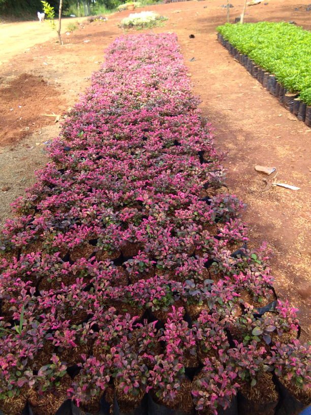 Jual Tanaman krokot merah / pohon kerokot / kriminil merah | Shopee ...