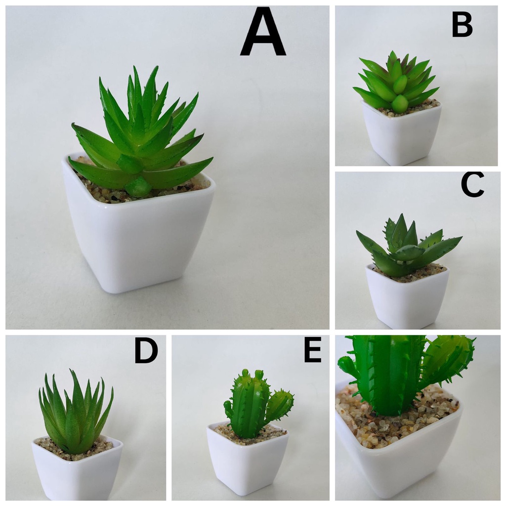 Jual COD KAKTUS MINI KAKTUS PAJANGAN BUNGA KAKTUS TANAMAN SUKULEN ...