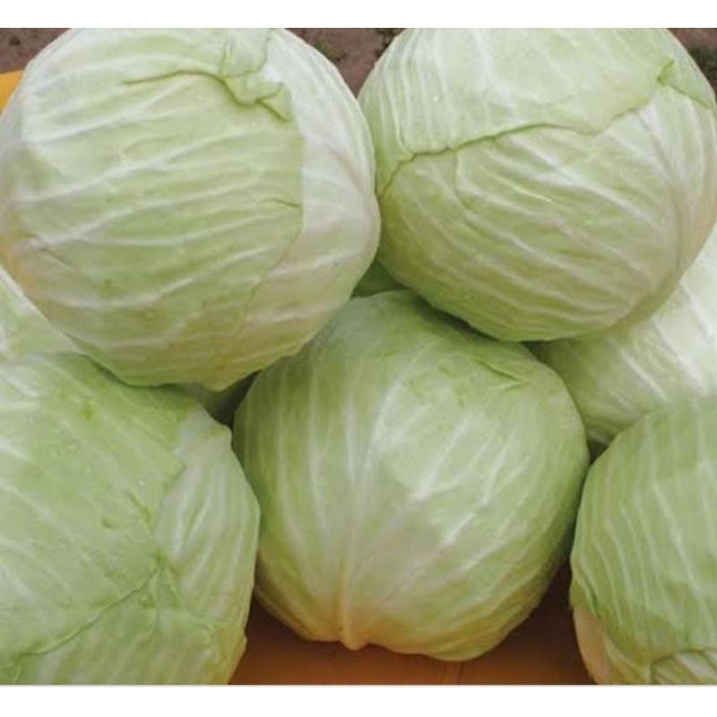 Jual KOL/1 BuLaT/500gram | Shopee Indonesia