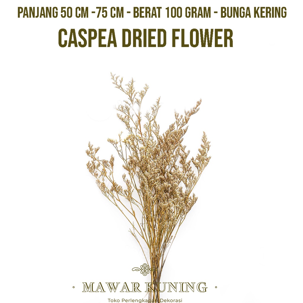 Jual [ 1 Ikat ] Caspea Dried Flower / Bunga Kering Caspea | Shopee ...