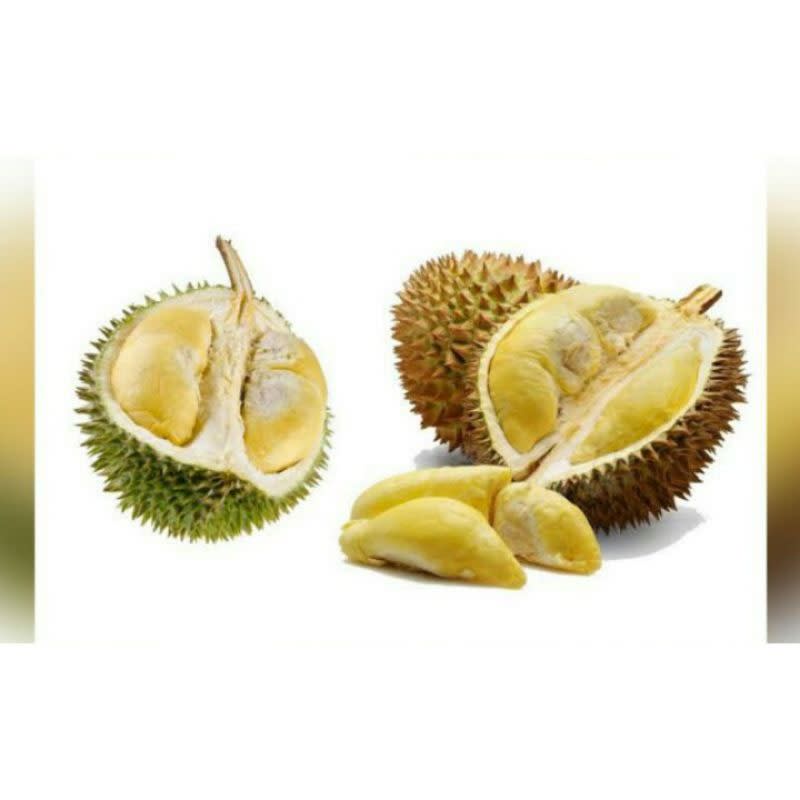 Jual bibit durian chane kaki 3 super murah | Shopee Indonesia