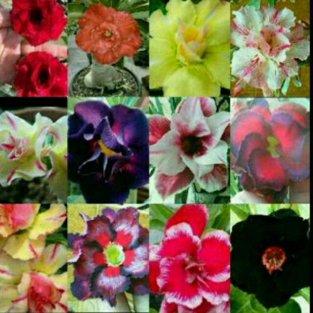 Jual Paket 25 Batang Bibit Bunga Kamboja Triple Adenium | Shopee Indonesia