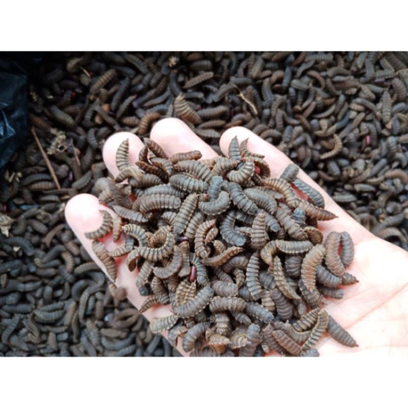Jual PRE PUPA RP 10.000 (2 ONS) | Shopee Indonesia