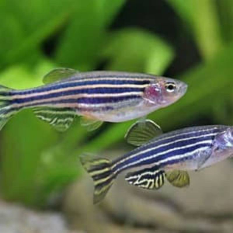 Jual ikan blue danio zebra slayer size L | Shopee Indonesia