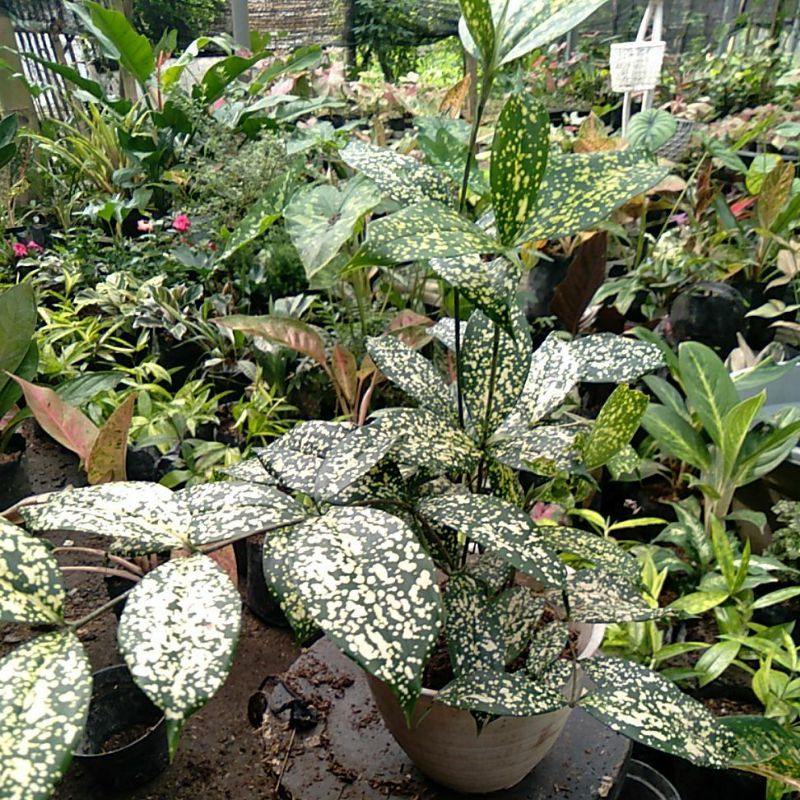 Jual tanaman hias Bambu florida super rimbun | Shopee Indonesia