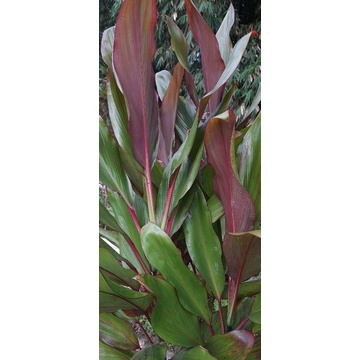 Jual Jual daun hanjuang segar per 1 kg | Shopee Indonesia