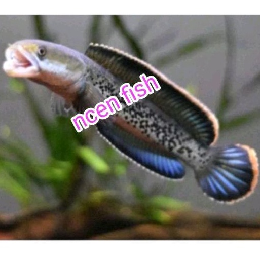 Jual STEWARTI KWALITAS PREMIUM FULL DOT SINGLE TANK PROGRESAN FLARING ...
