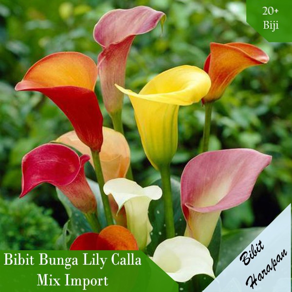 Jual Bibit Benih Biji Bunga Lily Calla Mix Import Paket 20 pcs | Shopee ...