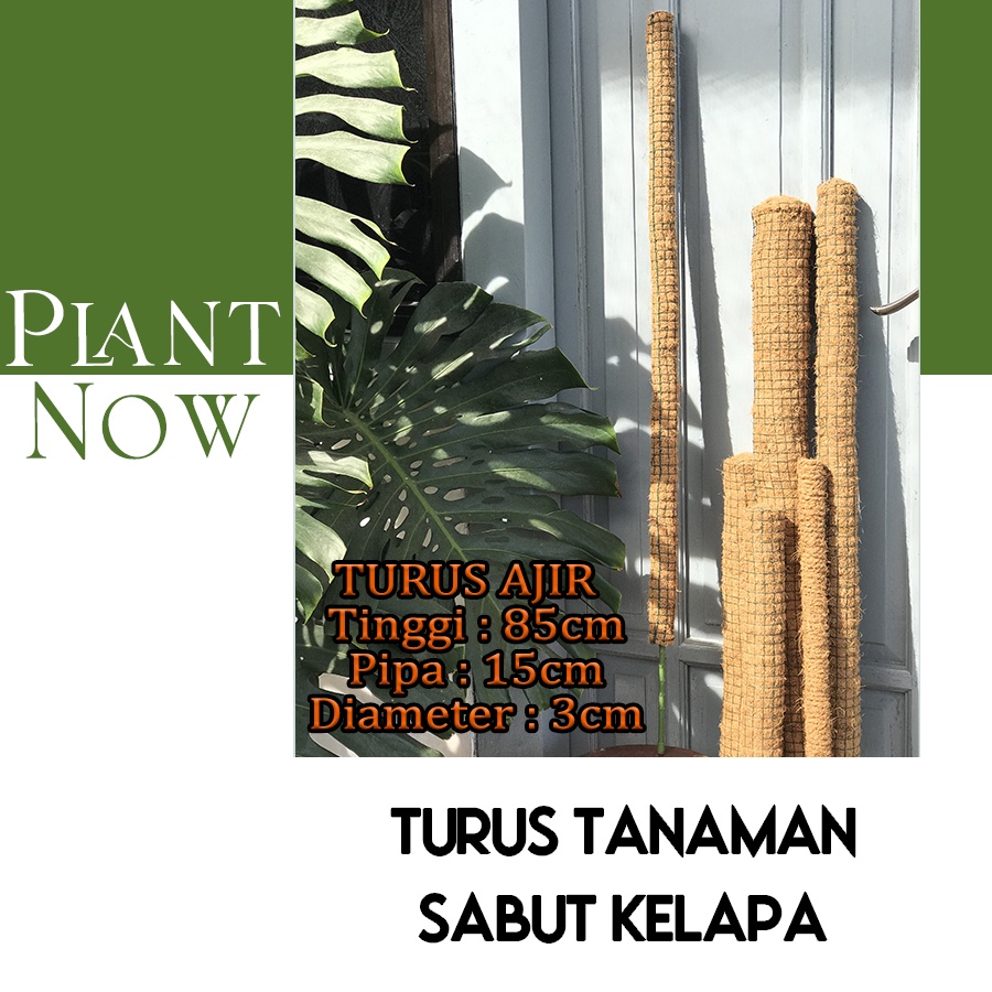 Jual Turus Ajir Modern Sabut Kelapa diameter 3cm tinggi 100cm | Shopee ...