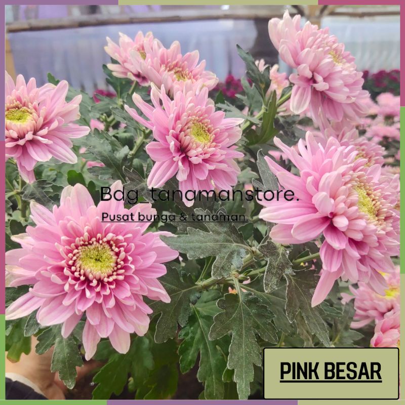 Jual TANAMAN BUNGA KRISAN SERUNI ASTER BERBUNGA CANTIK | Shopee Indonesia