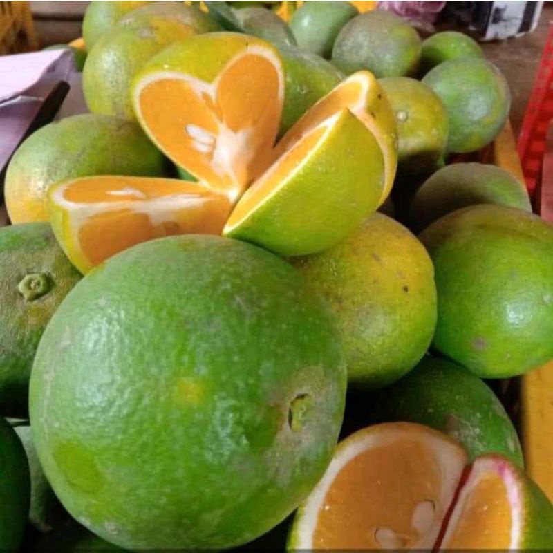Jual Buah jeruk Baby Java segar dan fresh | Shopee Indonesia