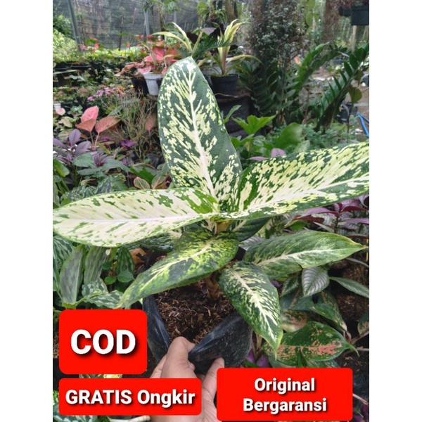 Jual Tanaman Hias Diven Candi - Ciangmai - Bunga Diven Brazilia ...