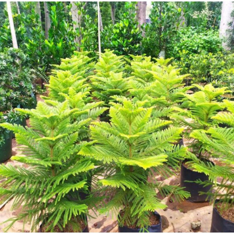Jual tanaman cemara norfolk tinggi 1 meter cemara pentris natal ...