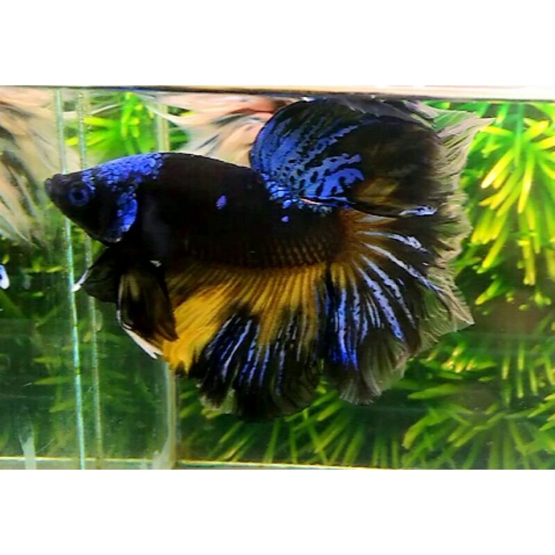 Jual Halfmoon Avatar Vampire Mix Gordon Besar Super Grade | Shopee ...