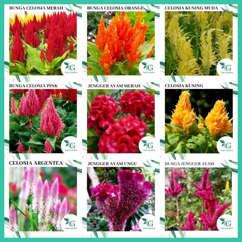 Jual Aneka Warna Benih Biji Bunga Celosia Argentea Jengger Ayam Merah ...