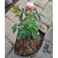 Jual Tanaman Bunga Mawar (rosa sp) - Bibit Tanaman Murah - Berbunga ...