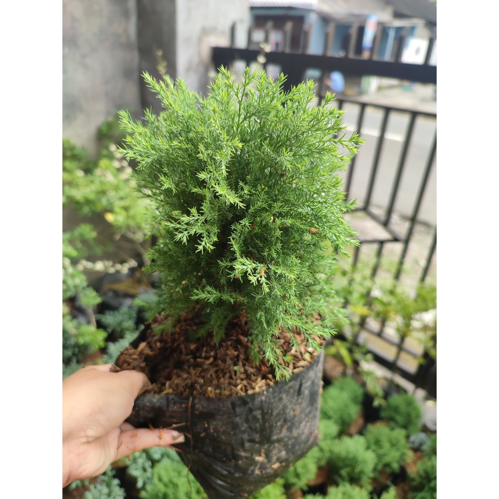 Jual Bibit Tanaman Cemara sinensis Tanaman Hias Cemara sinesis | Shopee ...