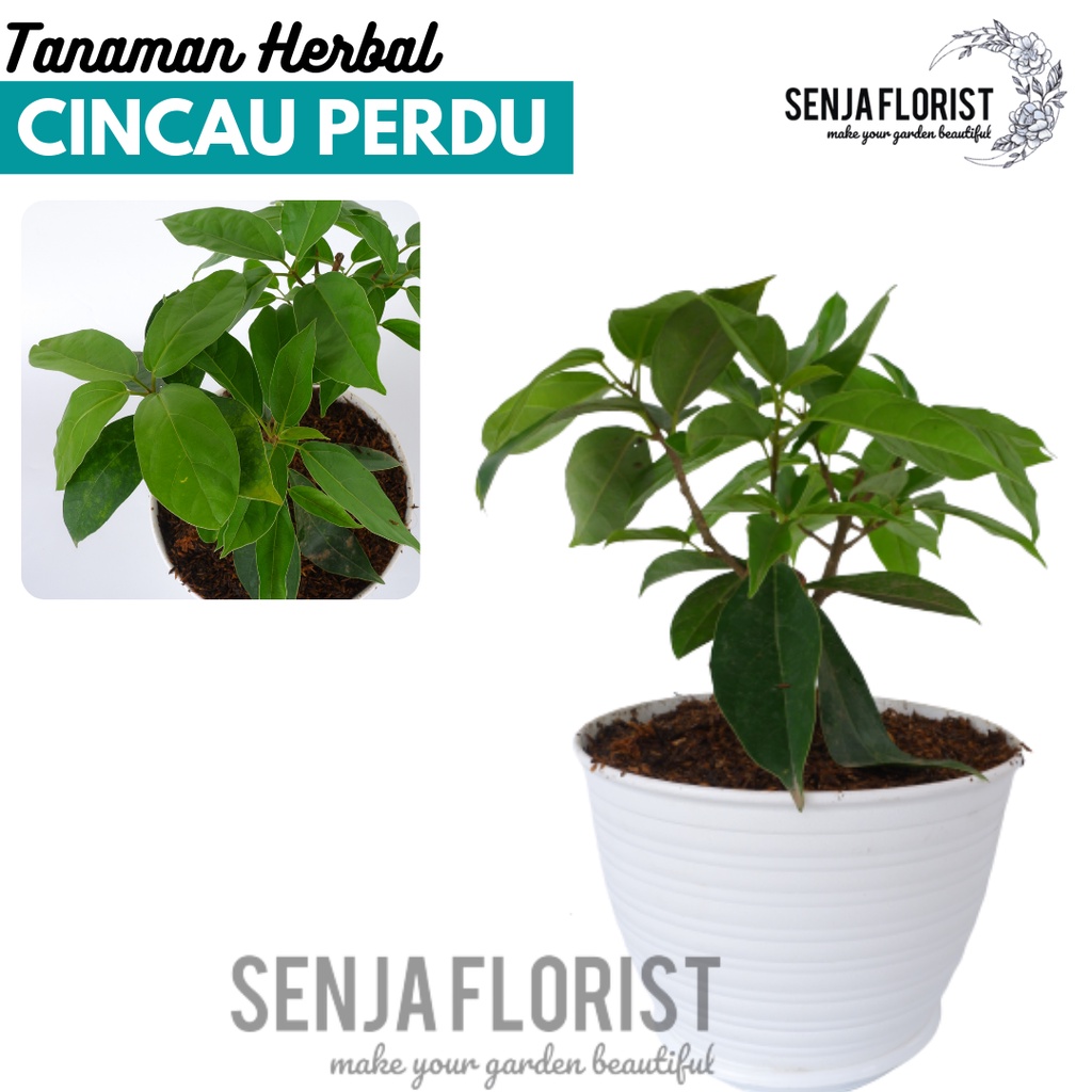 Jual Tanaman Herbal Cincau Perdu - Premna Oblongifolia | Shopee Indonesia