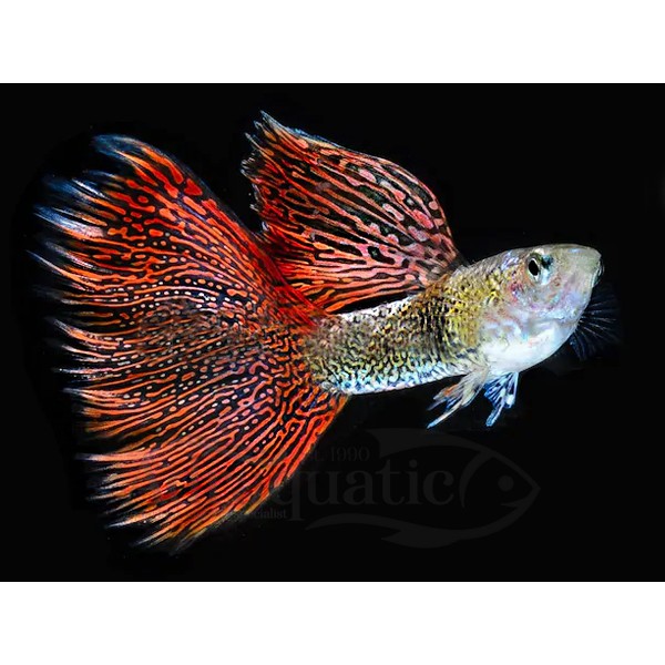 Jual (INSTANT BANDUNG) IKAN HIAS GUPPY RED LACE AIR TAWAR AQUARIUM | Shopee Indonesia