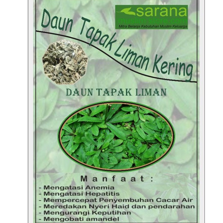 Jual Daun Tapak Liman Kering 250gr Asli Banyak Manfaat | Shopee Indonesia