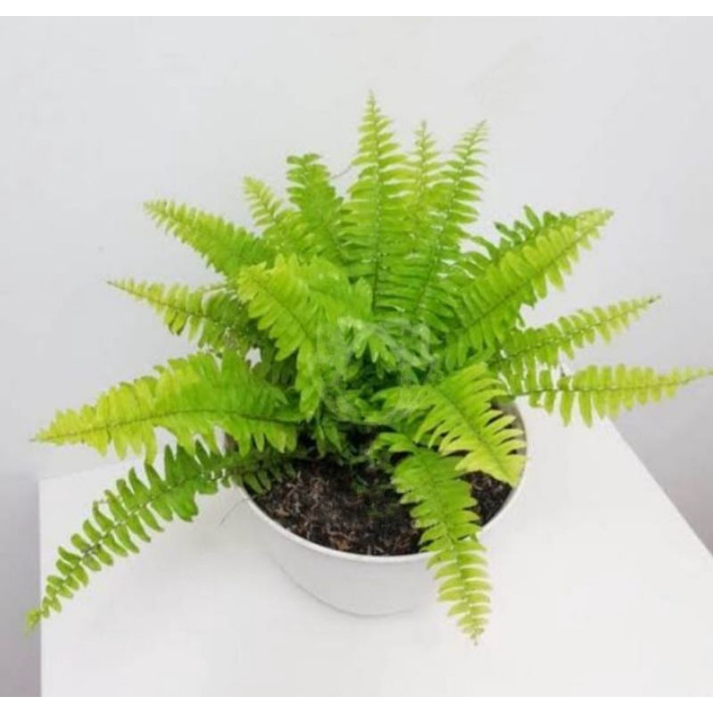 Jual Tanaman Hias Pakis Kokedama / Pakis Dwarf Lady Fern | Shopee Indonesia