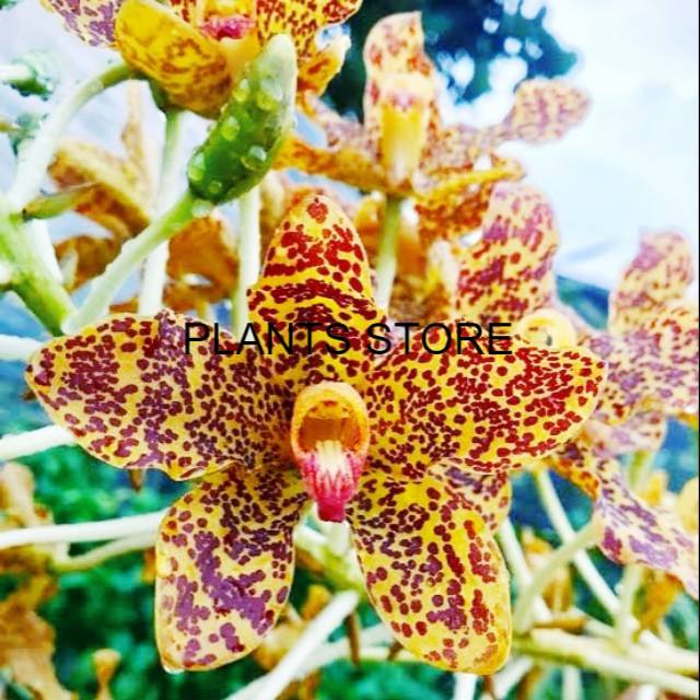 Jual Anggrek botol anggrek tebu Grammatophylum Speciosum botolan speci ...