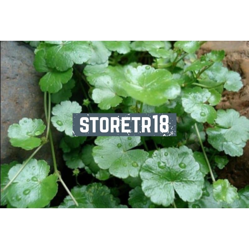 Jual Daun Semanggi Gunung Patikim Antanan Kecil Paket 500 Gram | Shopee ...