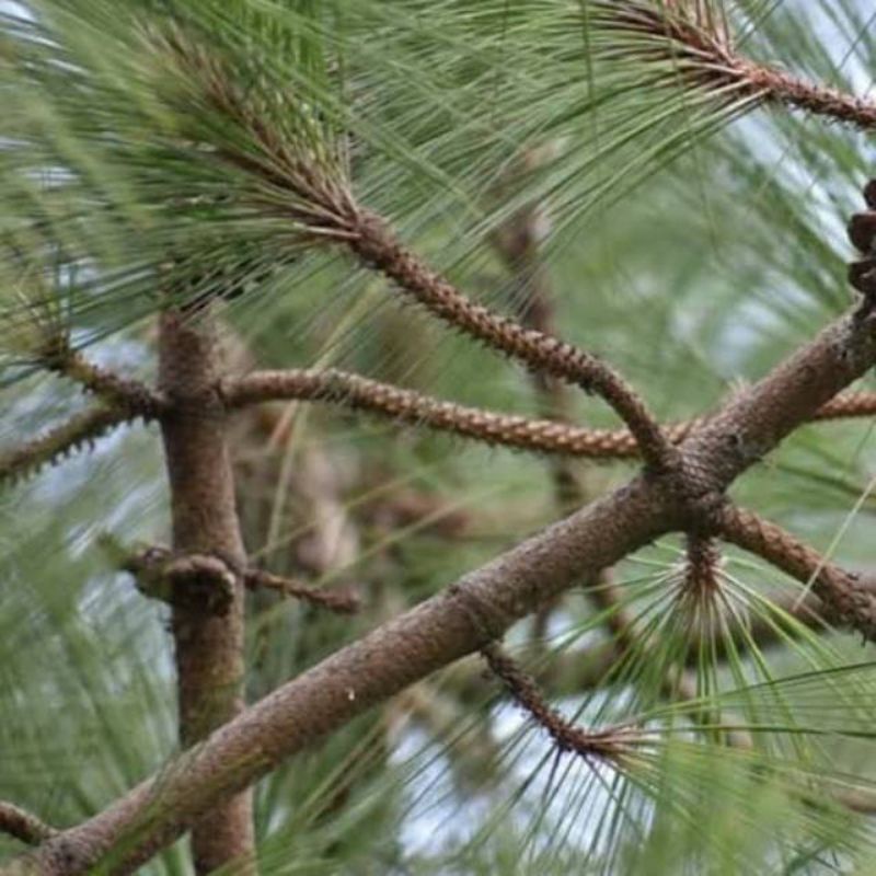 Jual Batang ranting pohon Pinus isi 10pcs P 25cm | Shopee Indonesia