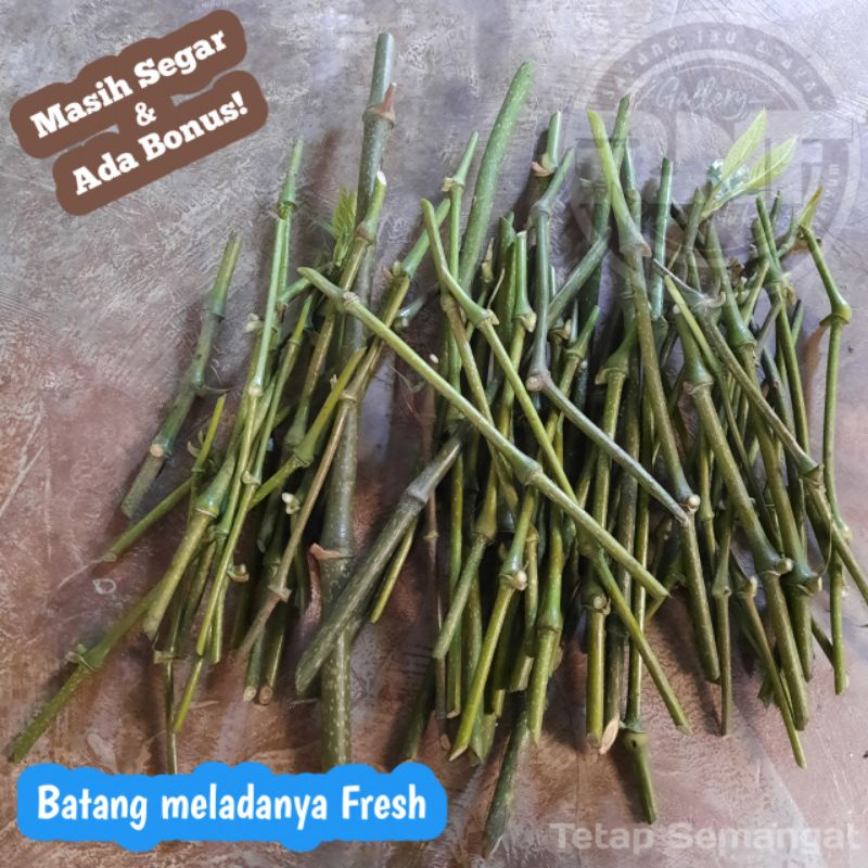 Jual Batang Melada Untuk Sambungan Merica Lokal India | Shopee Indonesia