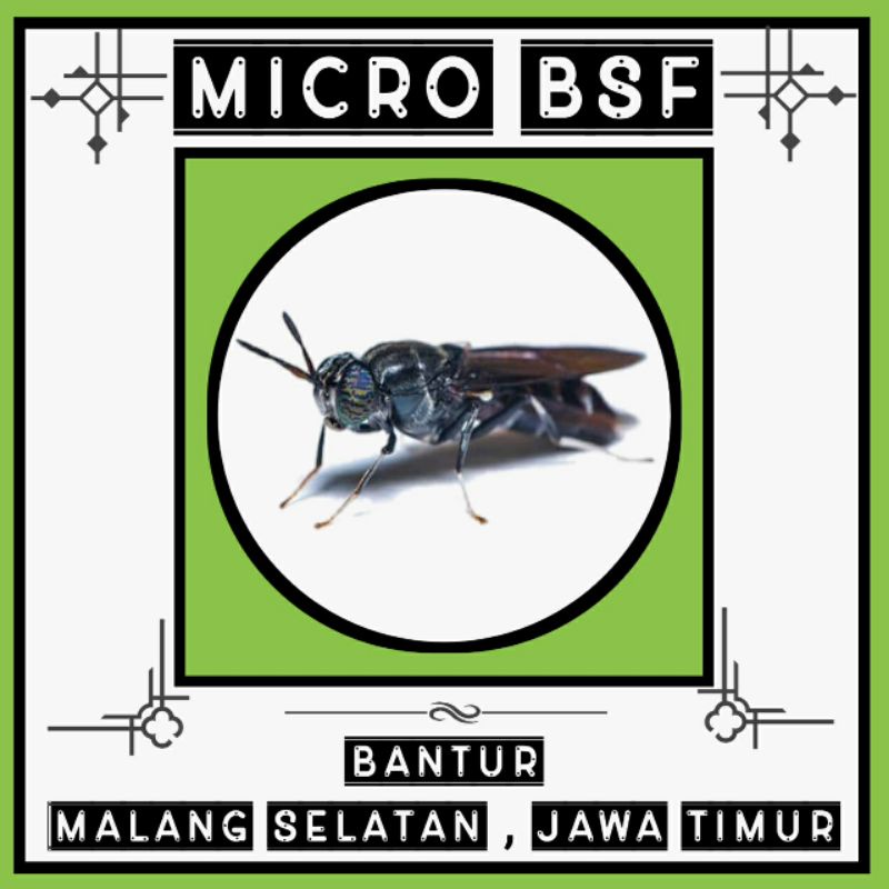Jual Telur Lalat BSF ( MAGGOT ),Berprotein Tinggi Untuk Hewan Ternak ...