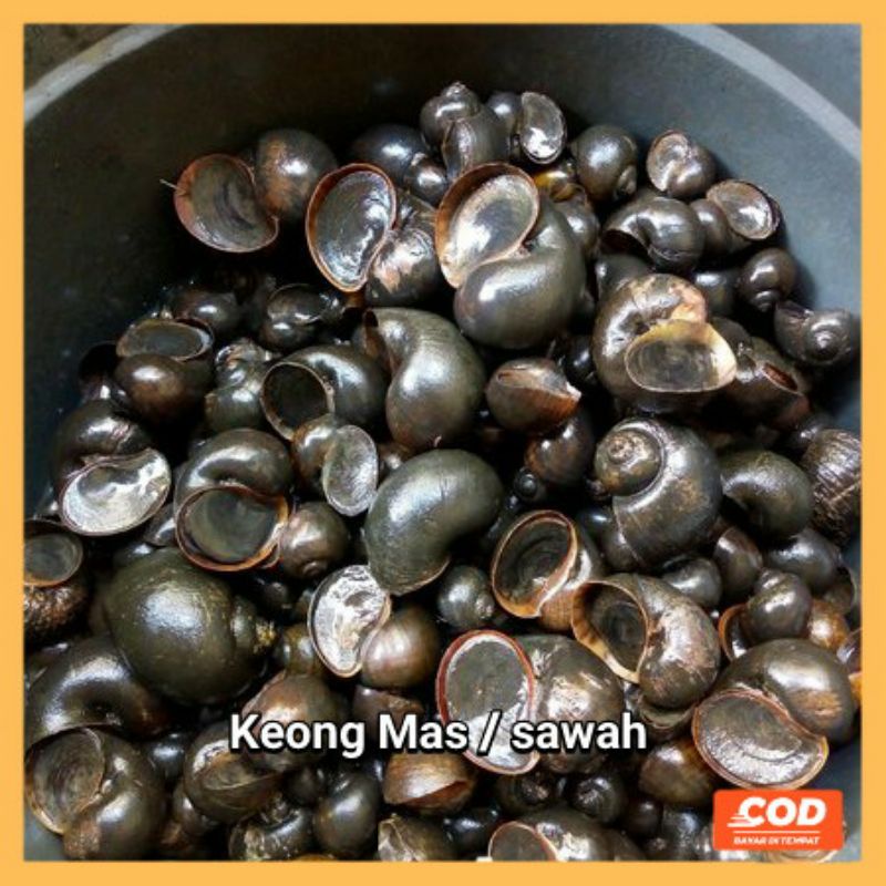 Jual KEONG MAS / KEONG SAWAH / KEONG SATE PER EKOR | Shopee Indonesia Jual KEONG MAS / KEONG SAWAH / KEONG SATE PER EKOR | Shopee Indonesia