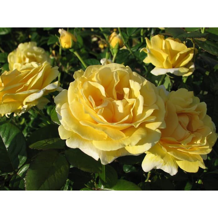 Jual Tanaman Hias Mawar Floribunda Kuning (rosa sp) | Shopee Indonesia