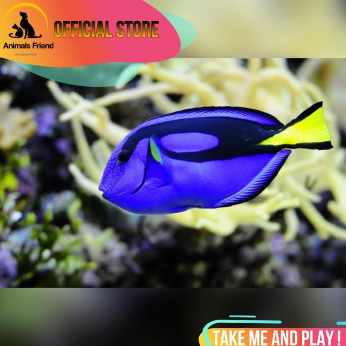 Jual IKAN HIAS LAUT BLUE TANG / LETTER SIX SALTWATER FISH (DORY ...