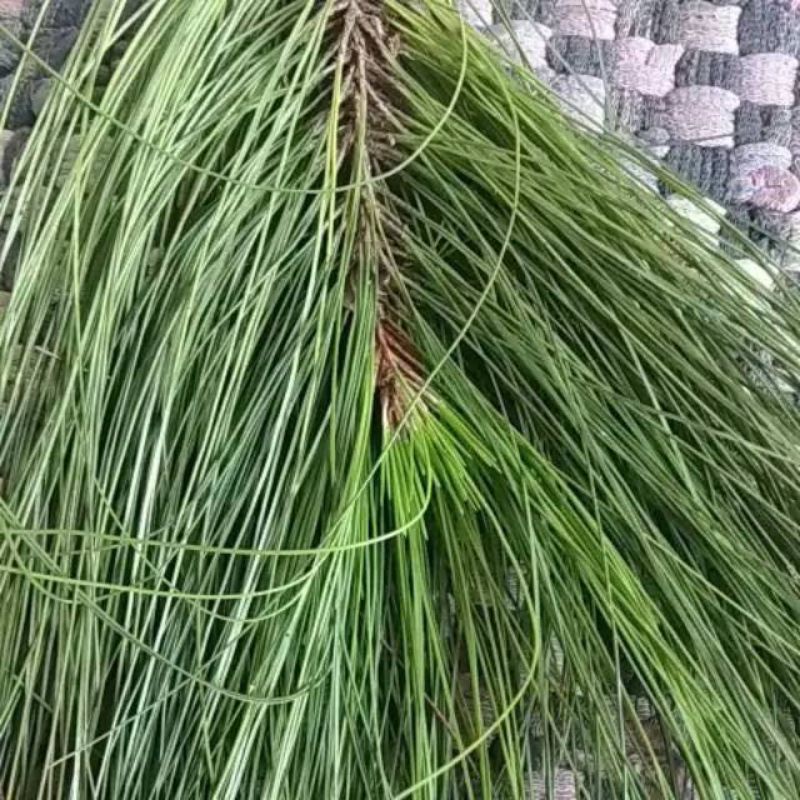Jual daun Pinus segaaarrr 1 kg | Shopee Indonesia