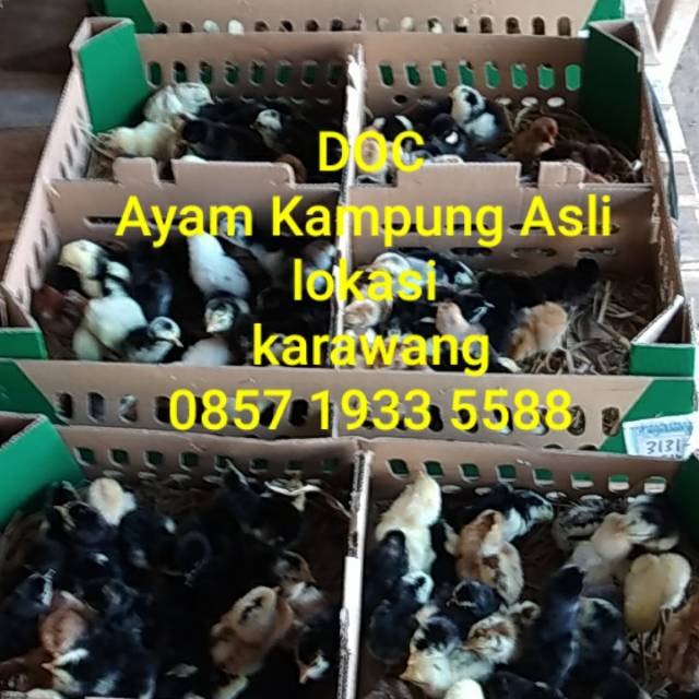 Jual DOC Ayam Kampung Asli (AKA) | Shopee Indonesia