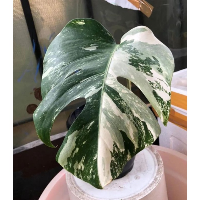 Jual monstera varigata 1daun pancing - monstera varigata white tiger ...