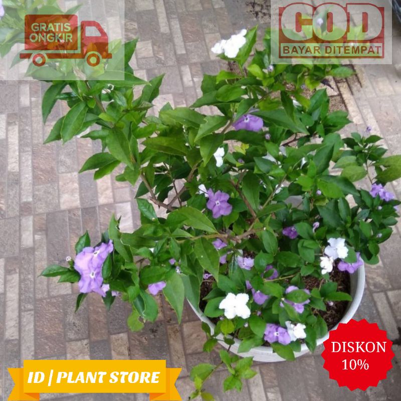 Jual Tanaman hias bunga melati costa-brunfelsia uniflora-melati gambir ...