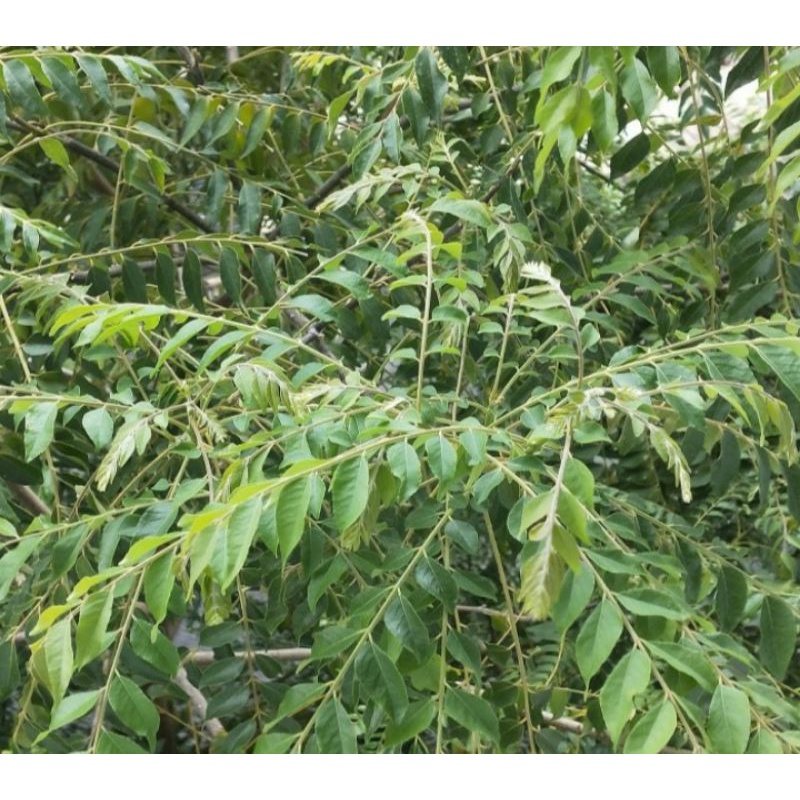 Jual Satu Tangkai/ Daun Kari Segar/ Salam Koja/ Temurui/ Ruku-Ruku ...