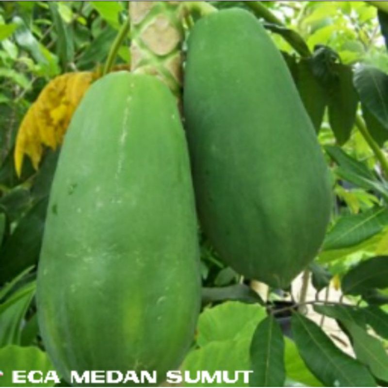 Jual Tanaman Hidup Benih Pepaya Merah | Shopee Indonesia