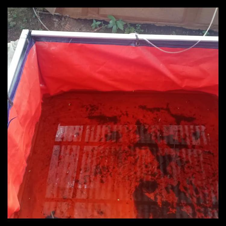 Jual TERBARU!!! KUTU AIR RAKSASA DAPHNIA MAGNA PAKAN IKAN CUPANG VIA ...