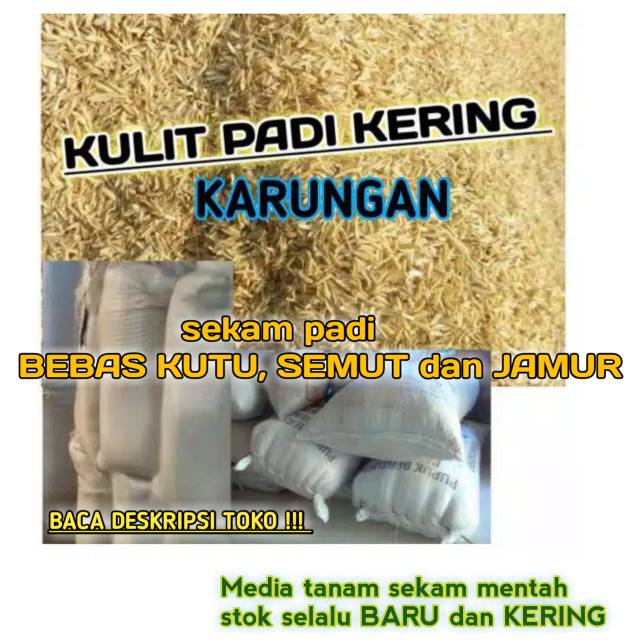 Jual Kulit Padi Kering / Sekam Mentah Kering Karungan | Shopee Indonesia