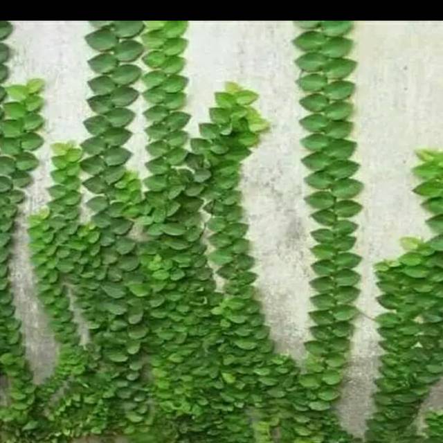 Jual Tanaman Hias Dollar gede - tanaman rambat tembok dolar gede-pohon ...