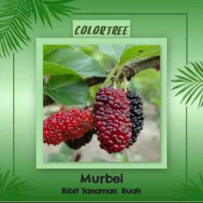 Jual Bibit Buah Murbay Siap Berbuah | Shopee Indonesia
